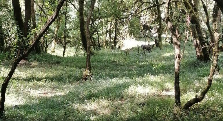 Trekking Menagesha Suba National Forest Park Tour - Addis Ababa ...