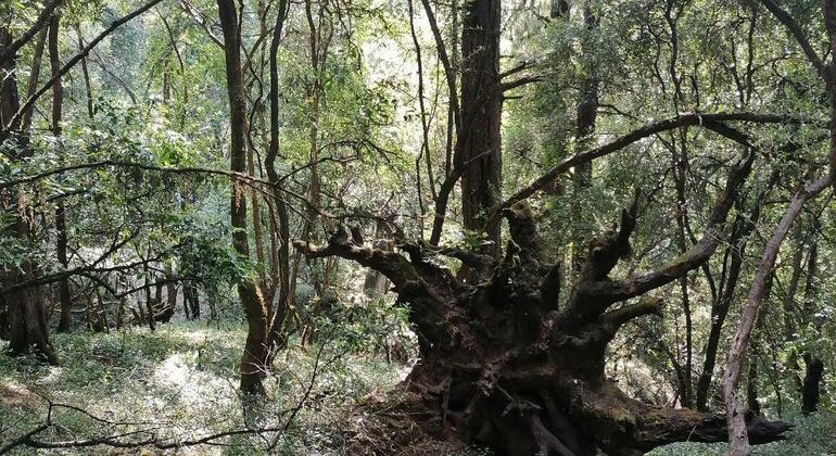 Trekking Menagesha Suba National Forest Park Tour - Addis Ababa ...