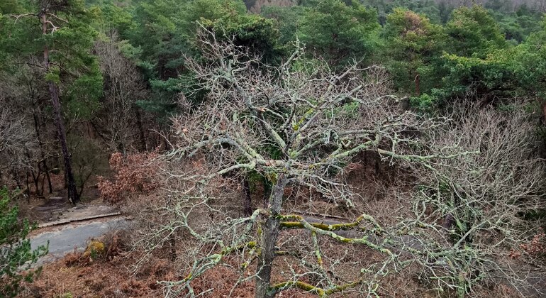 Hiking Adventure in the Fontainebleau Forest - Paris | FREETOUR.com