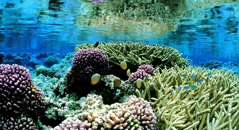 Snorkelling on the Hikkaduwa Coral Reef - Hikkaduwa | FREETOUR.com